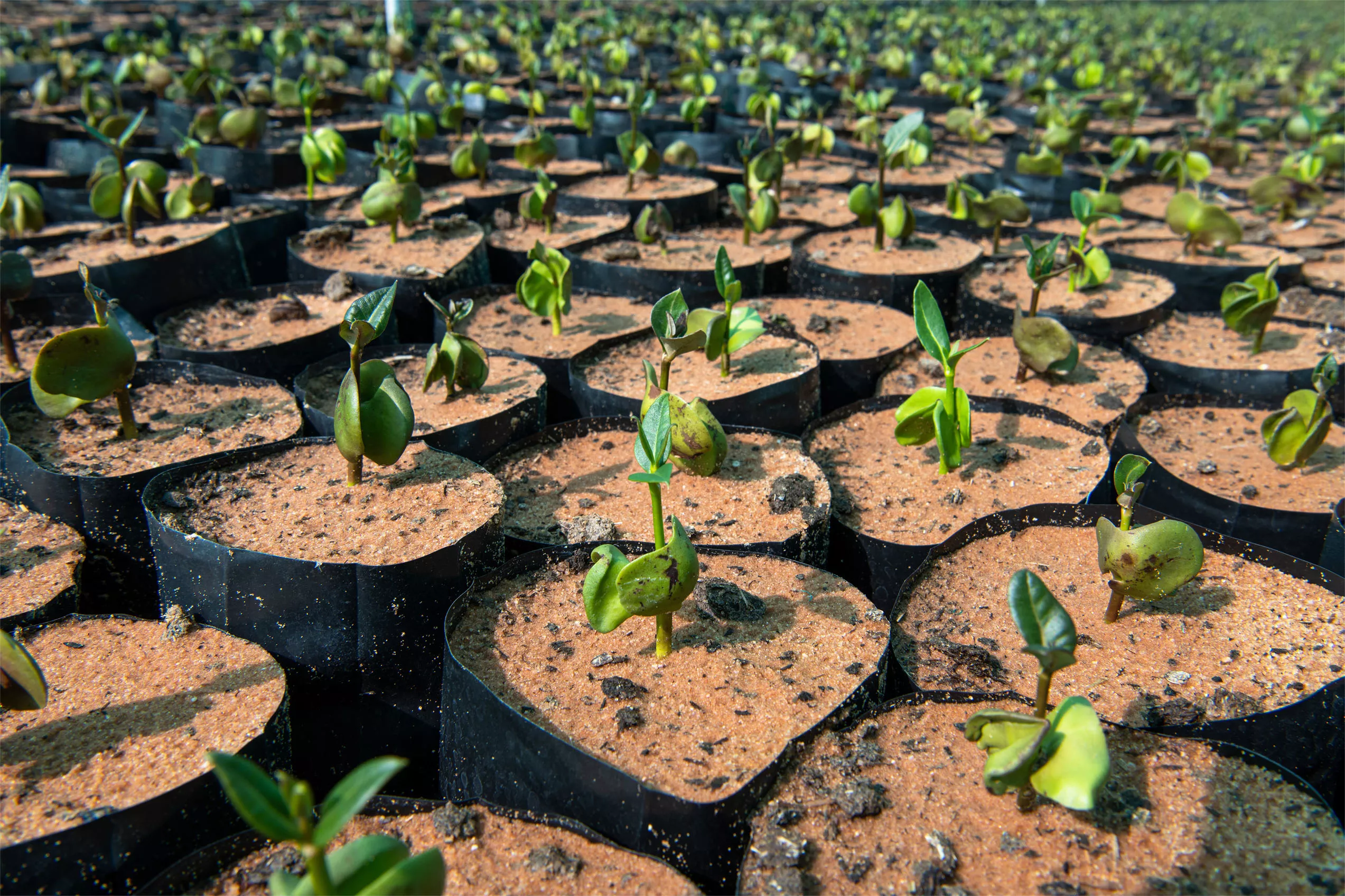 Sustainability | Aramco Europe