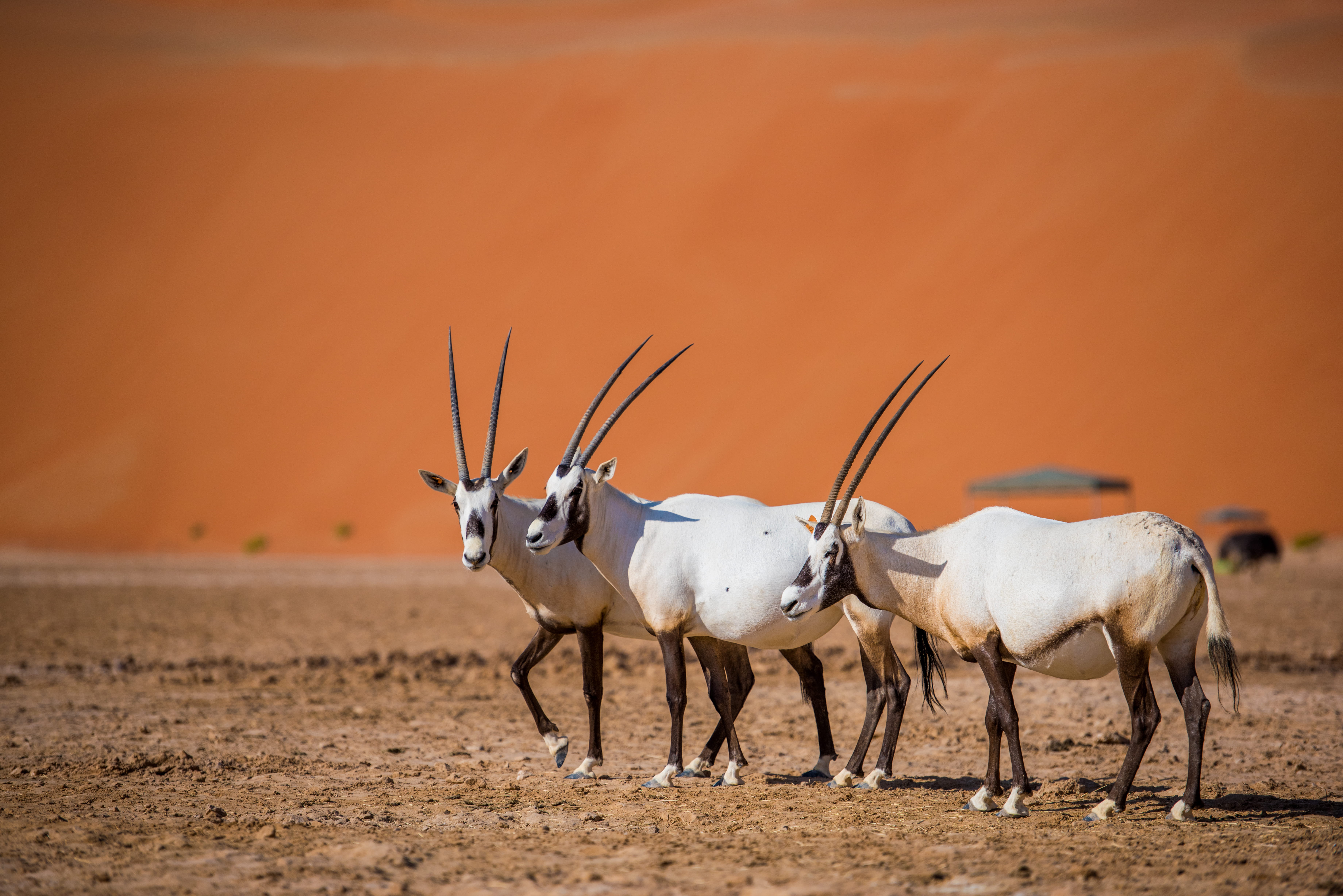Shaybah wildlife sanctuary | Aramco Europe