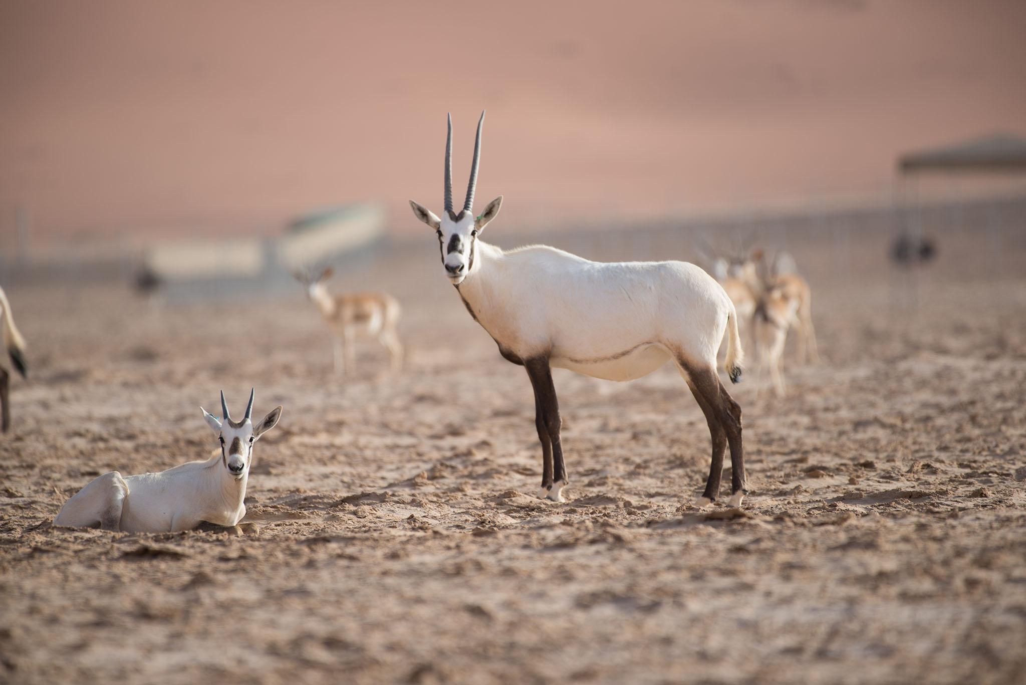 Shaybah wildlife sanctuary | Aramco Europe