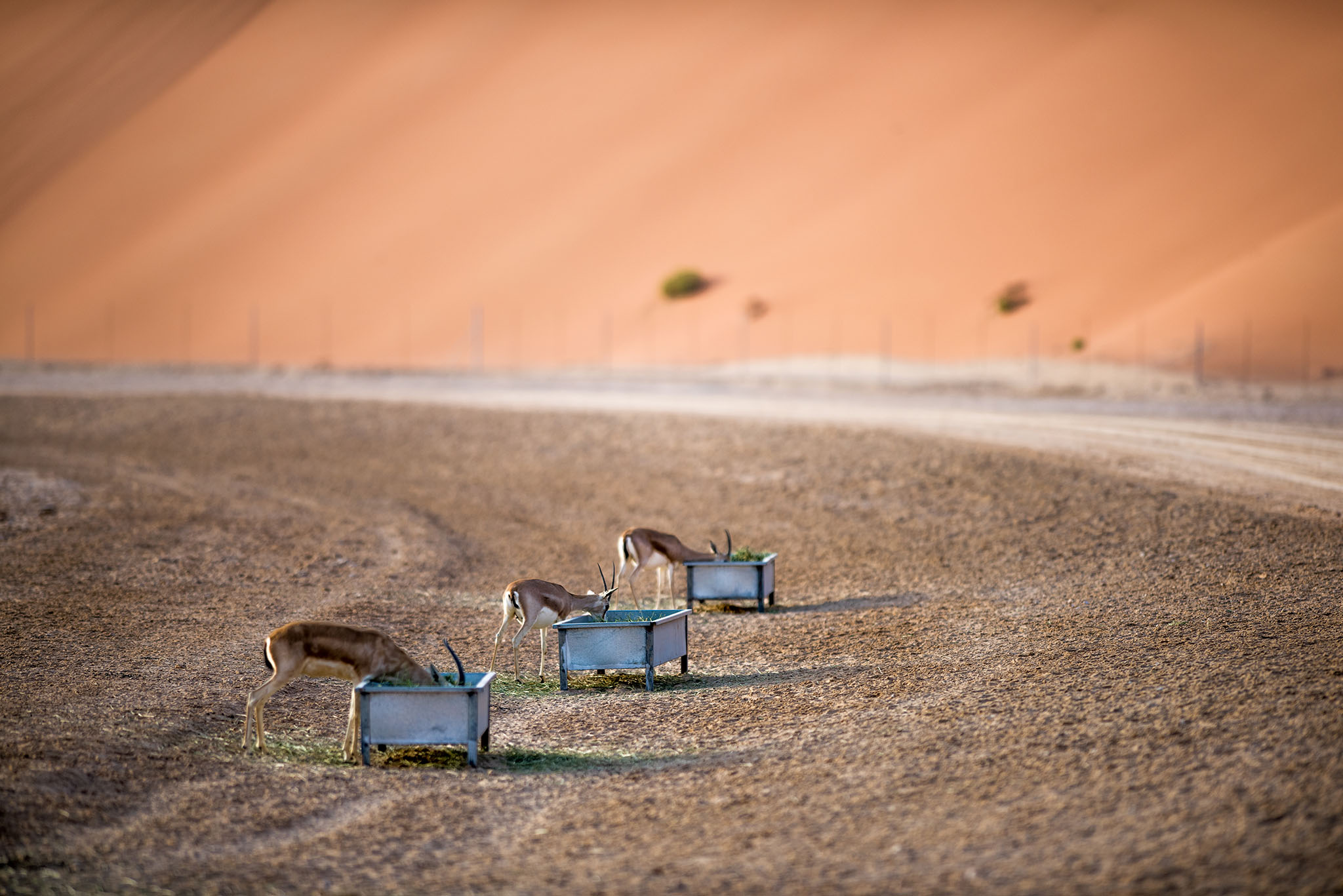 Shaybah wildlife sanctuary | Aramco Europe