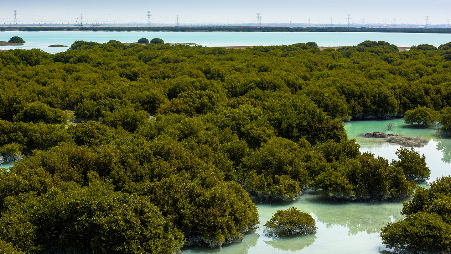 Mangrove initiatives | Aramco Europe