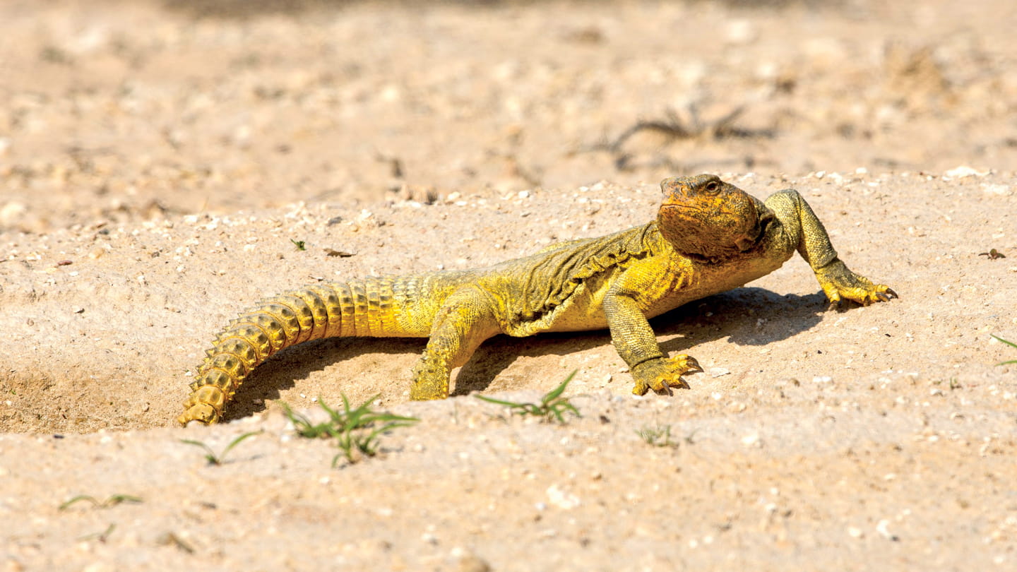 International Day for Biodiversity | Aramco Europe